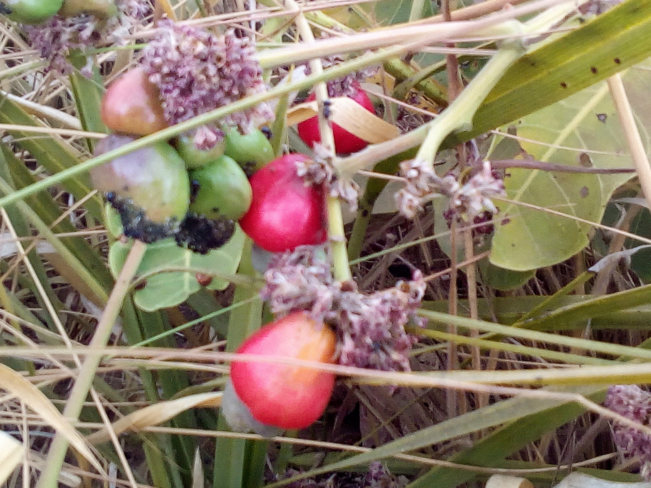 Fruto Caju | Cajuzinho do Cerrado, Pseudofruto - Sucesso Vital