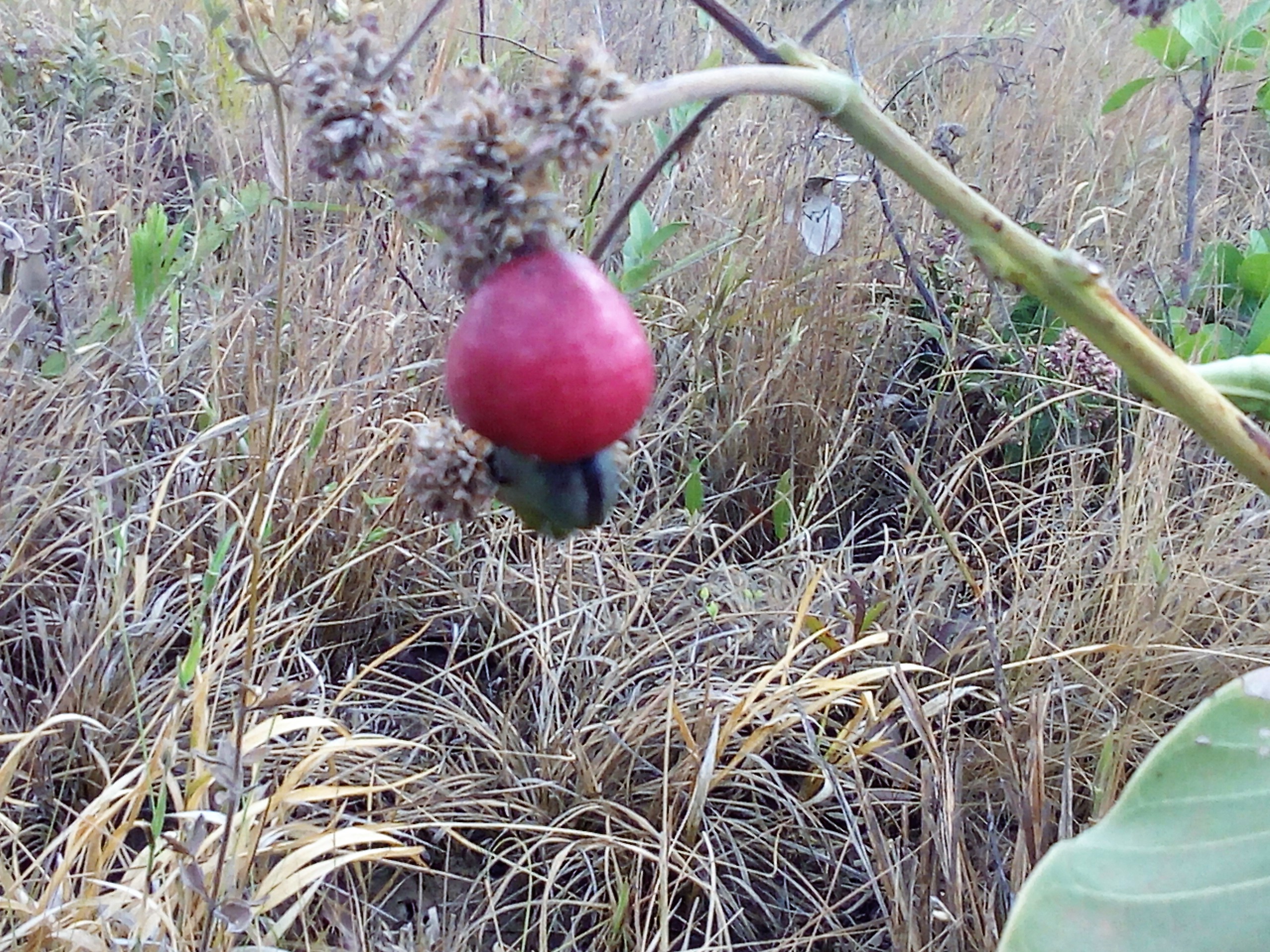 Fruto Caju | Cajuzinho do Cerrado, Pseudofruto - Sucesso Vital