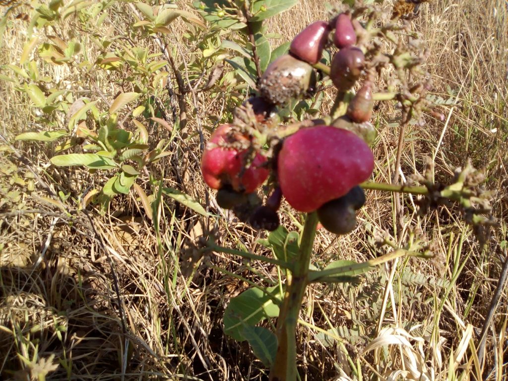 Cajuí, Cajuzinho do cerrado, Anacardium humile - Sucesso Vital