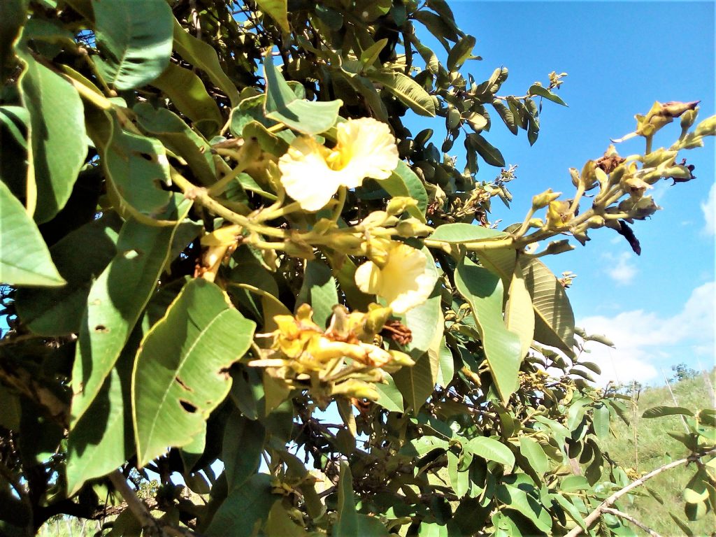 Pau Terra Qualea Grandiflora Vochysiaceae - Sucesso Vital