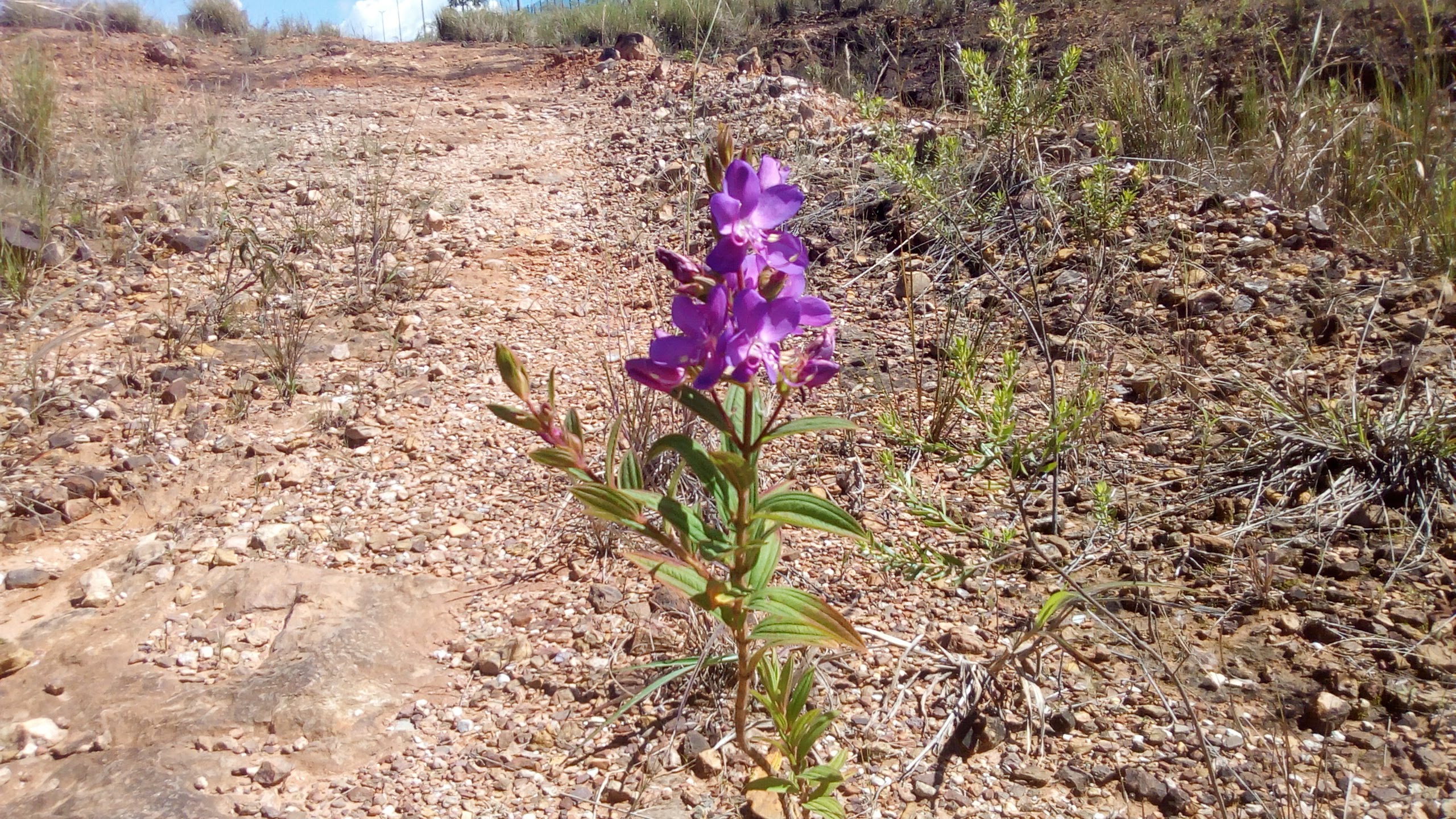 Flora do Cerrado do Distrito Federal Brasil - 7 Espécies - Sucesso Vital
