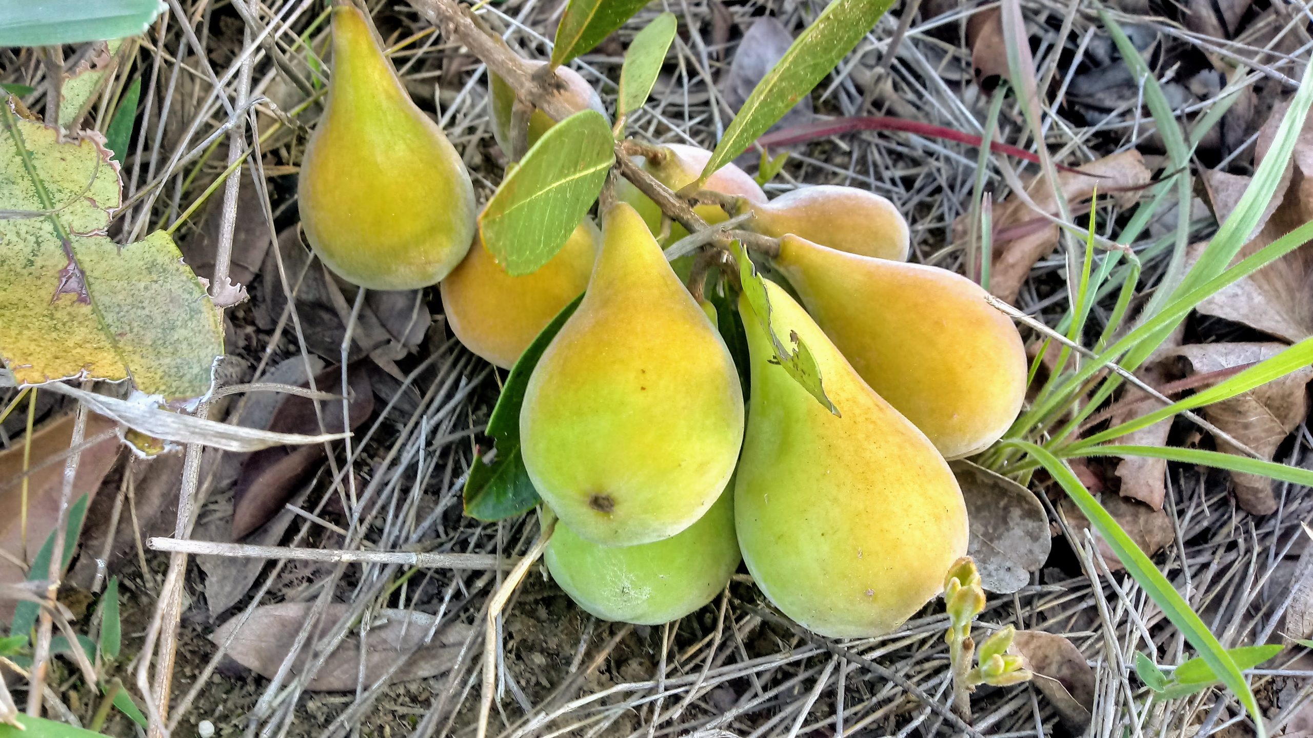 Espécie Pêra-do-cerrado, Eugenia Klotzchiana - Sucesso Vital