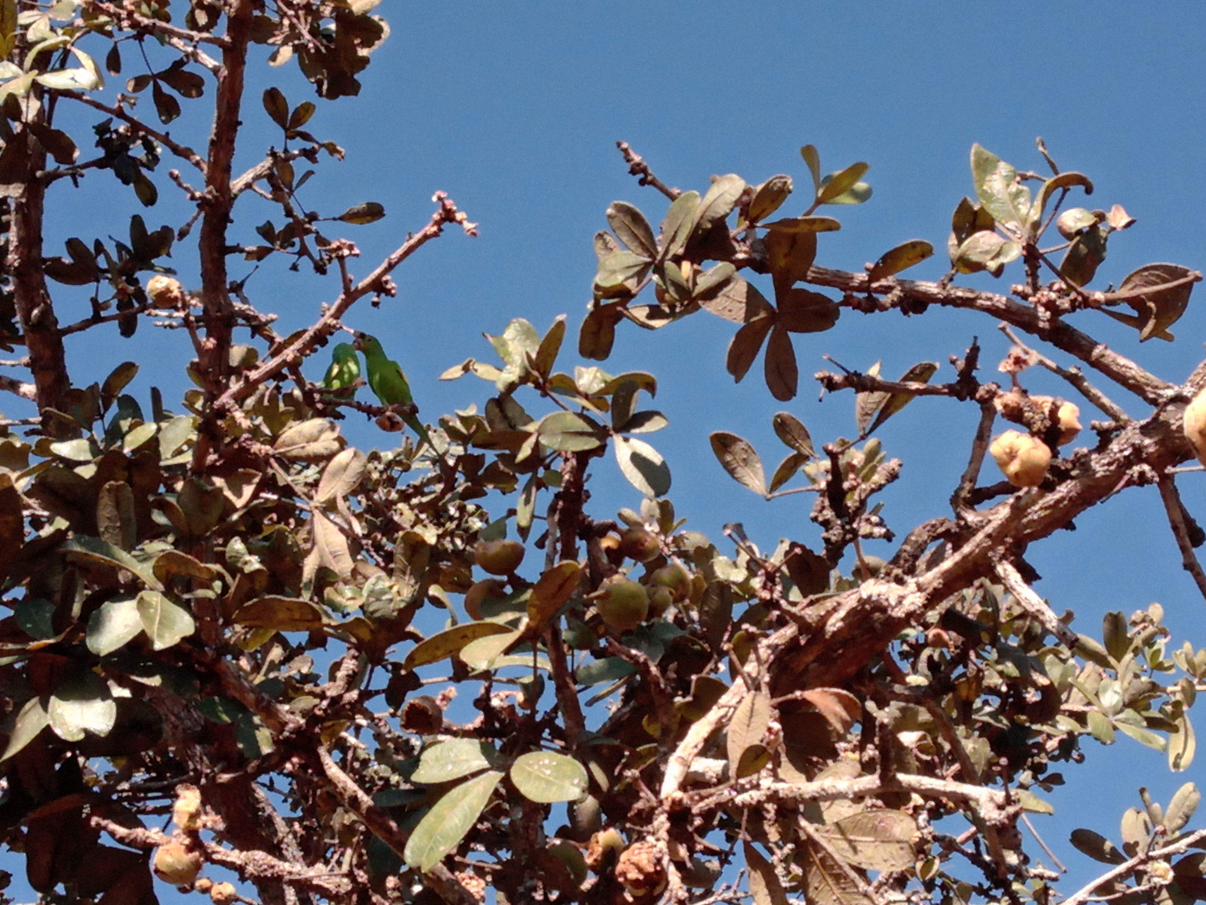 Cajuí, Cajuzinho do cerrado, Anacardium humile | Sucesso Vital
