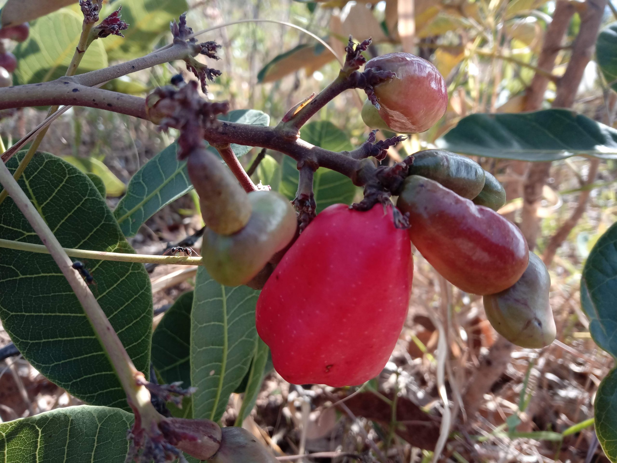 Família Botânica Anacardiaceae, Caju do Cerrado - Sucesso Vital