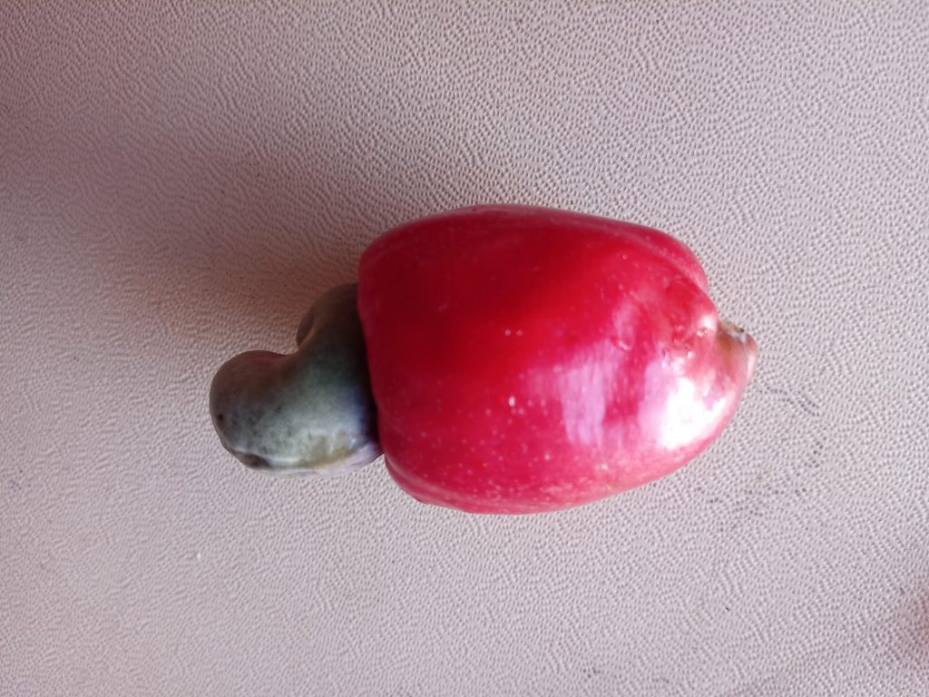 Família Botânica Anacardiaceae, Caju do Cerrado - Sucesso Vital