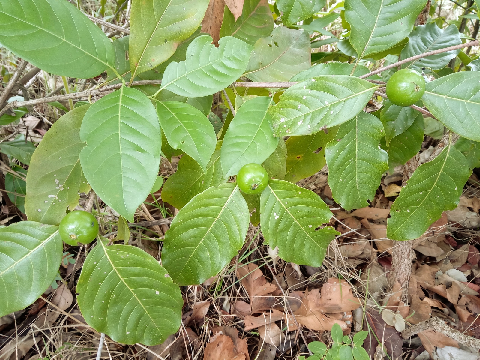 Marmelada do Campo, Fruta do Cerrado - Sucesso Vital