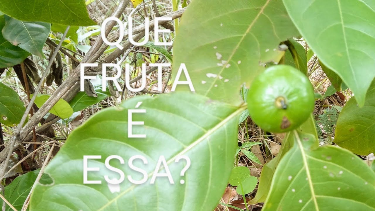 Marmelada do Campo, Fruta do Cerrado - Sucesso Vital