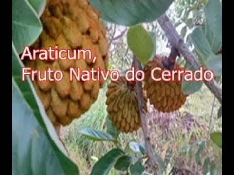 Fruto Nativo Araticum, Araticunzeiro do Cerrado – Sucesso Vital